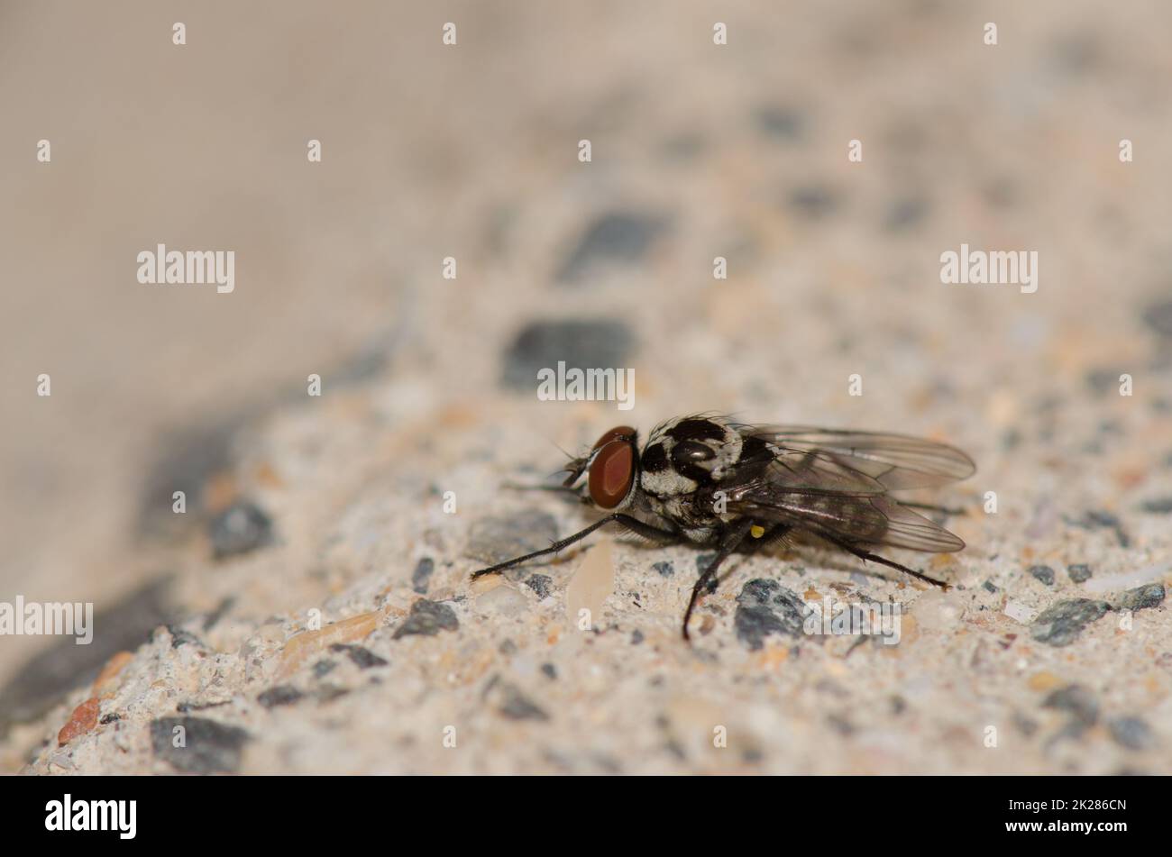 Fly Hylemyia latevittata on a concrete wall Stock Photo - Alamy