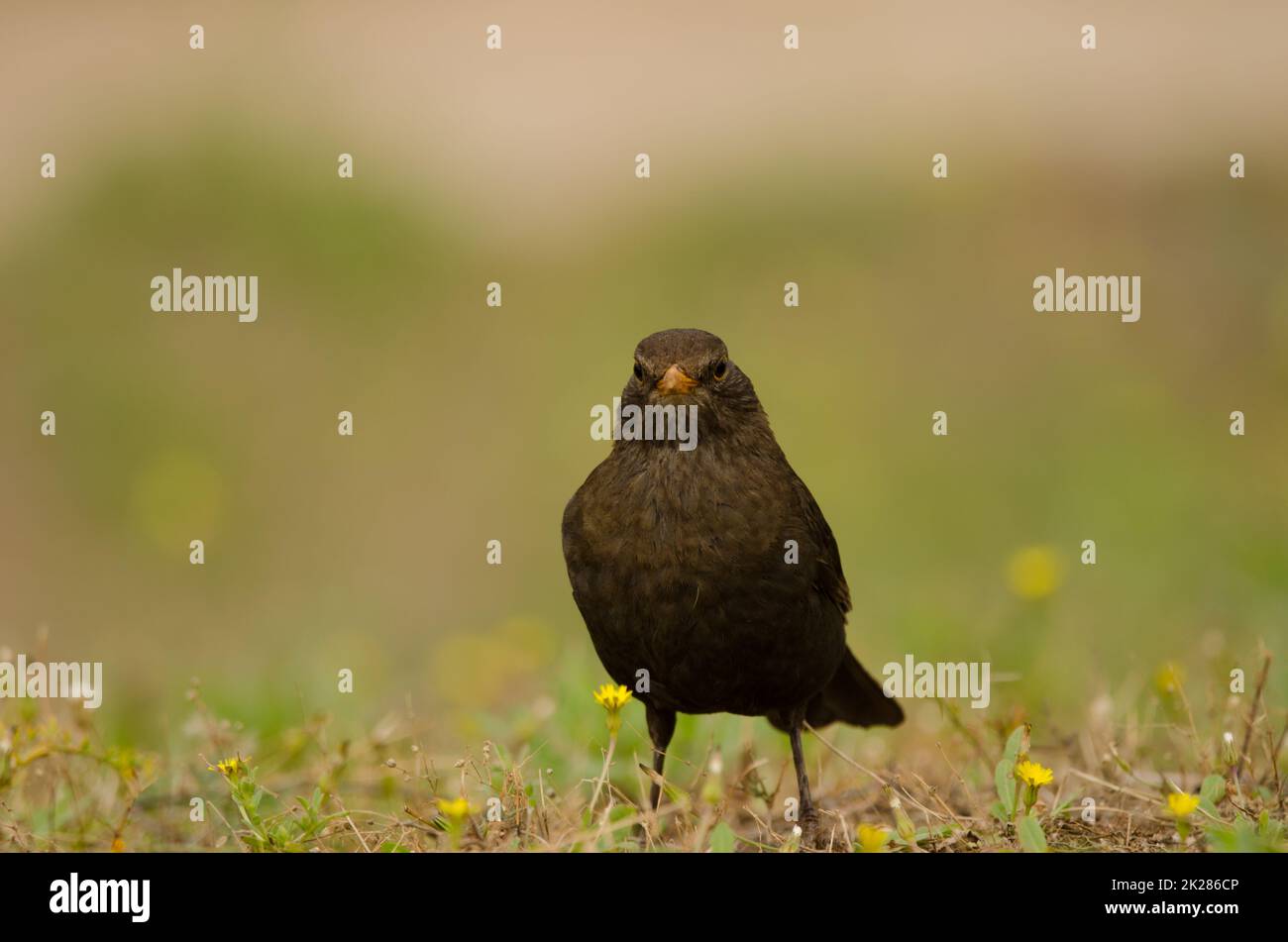 Female common blackbird Turdus merula cabrerae Stock Photo - Alamy