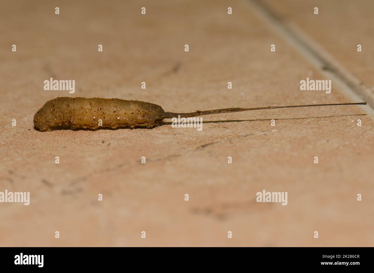 Rat tailed larva hi-res stock photography and images - Alamy