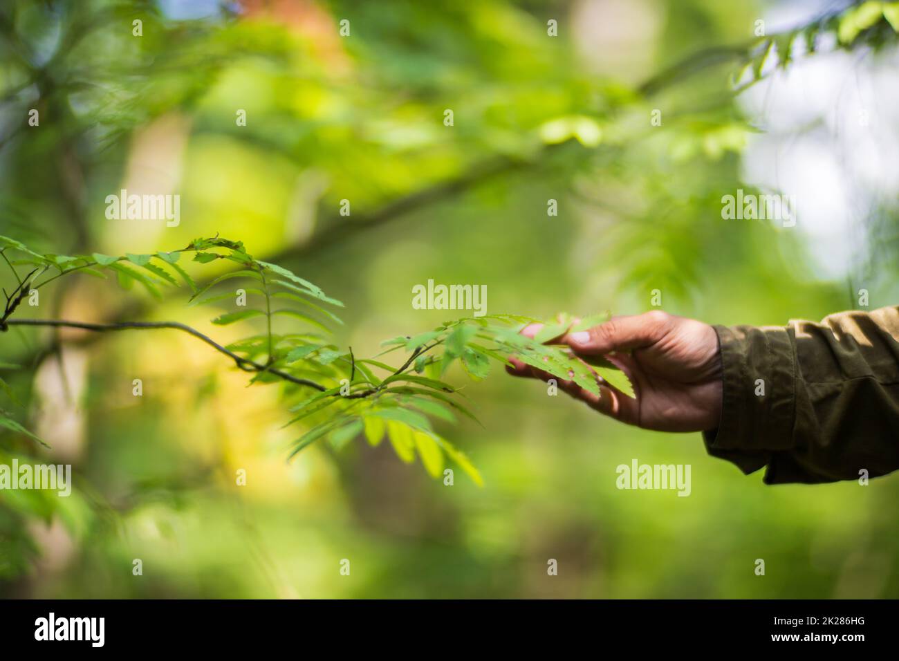 The human hand touches a tree branch with foliage. Caring for the ...