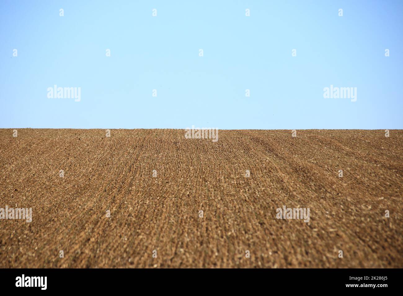 Horizon over a field runs through the middle of the picture Stock Photo ...