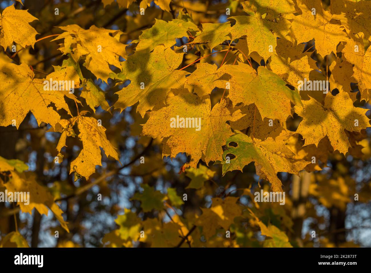 maple tree autumn yellow leafs natural photo Stock Photo - Alamy