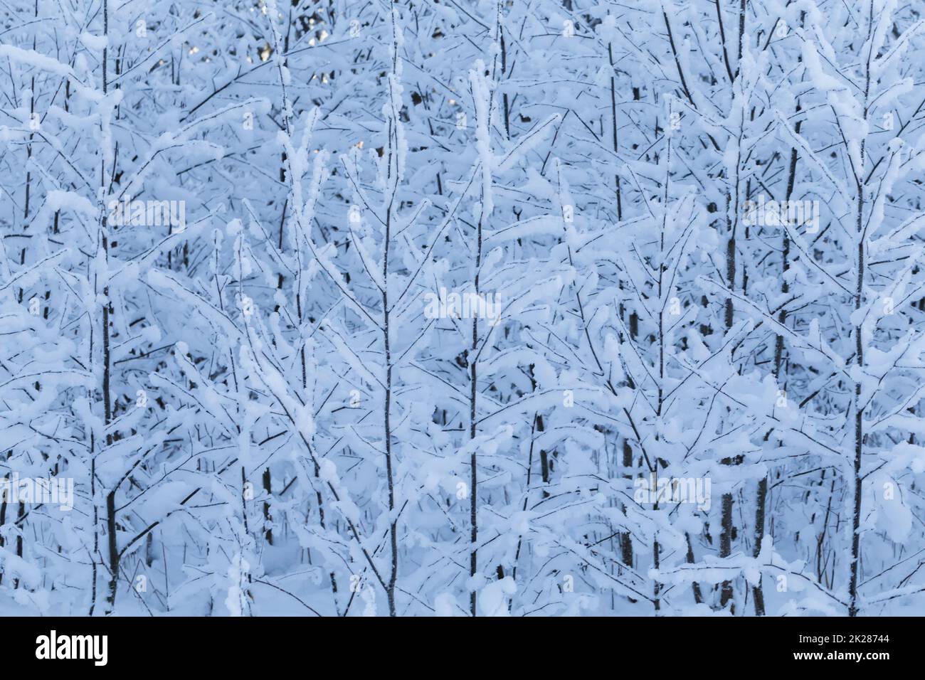 Winter landscape with trees Stock Photo - Alamy
