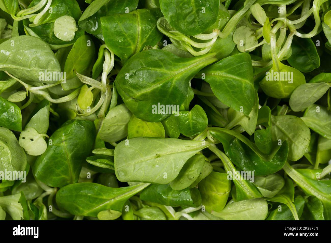 Mache leaves hi-res stock photography and images - Alamy