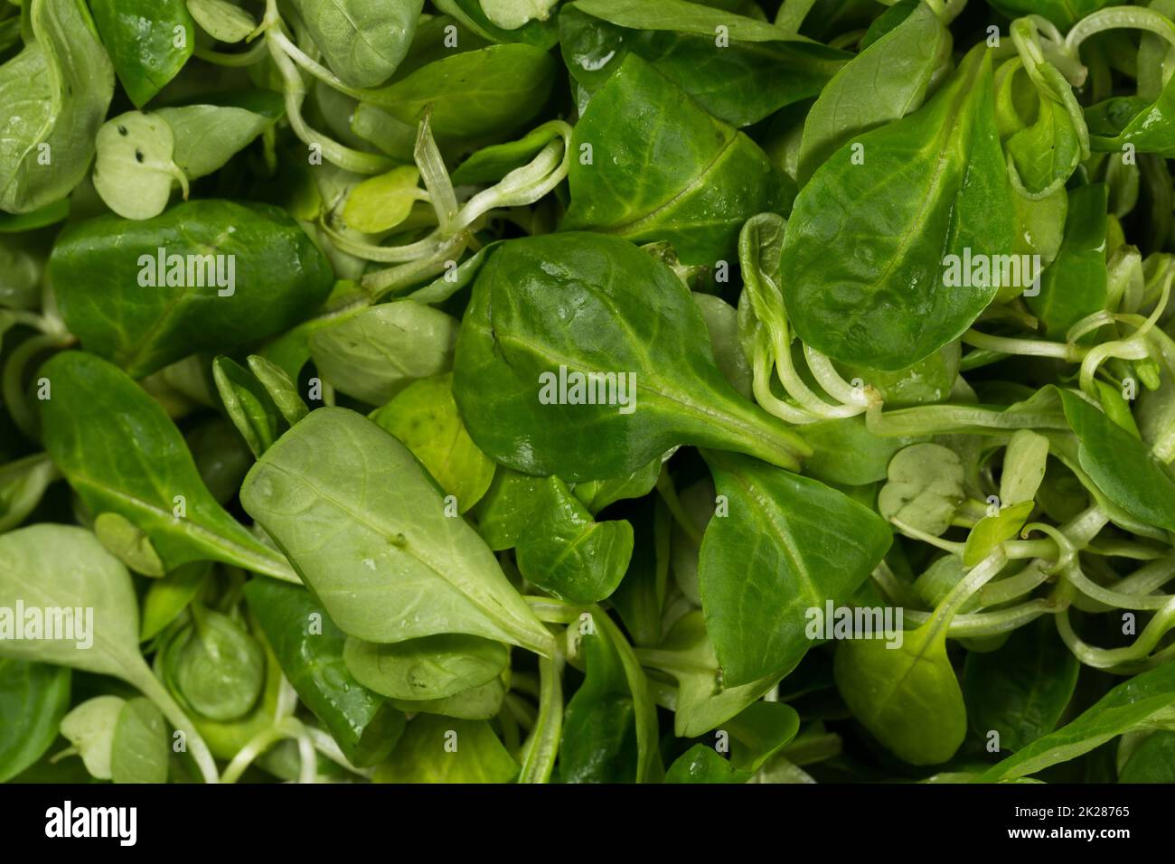 Mache leaves hi-res stock photography and images - Alamy
