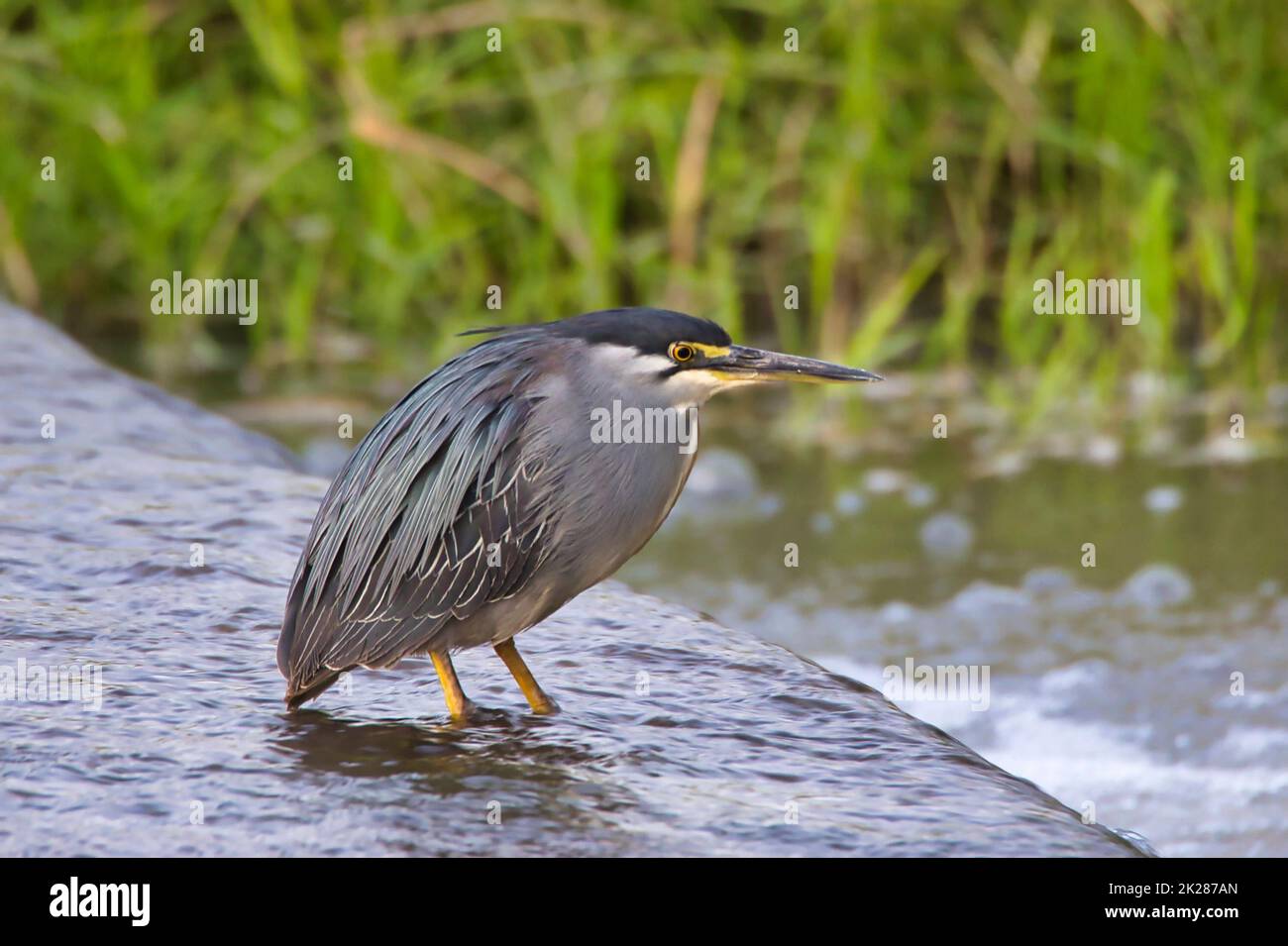 Striated heron, Butorides striata, at a small waterfall in Meru ...