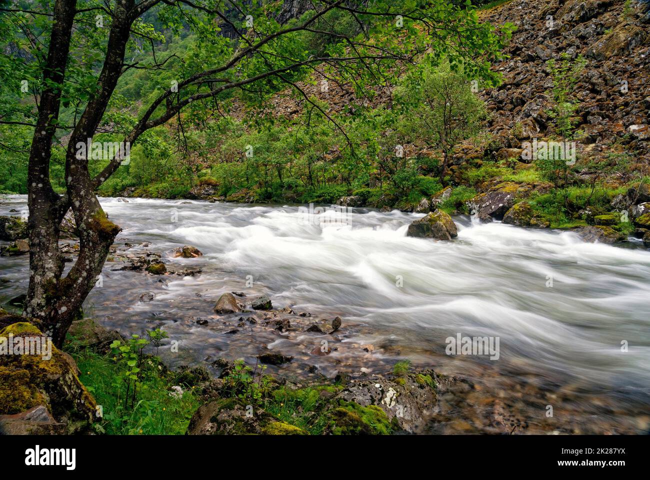 Trees along the fast streaming Stalheimselvi river Stock Photo - Alamy