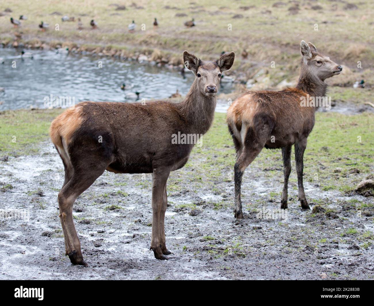 Red deer in a clearing Stock Photo - Alamy
