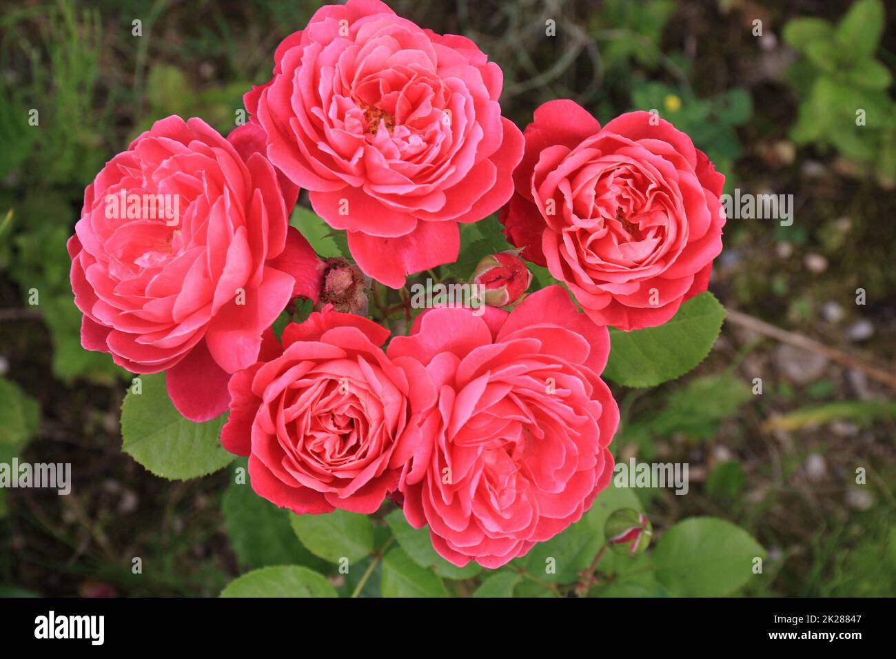 Garden red roses hi-res stock photography and images - Alamy