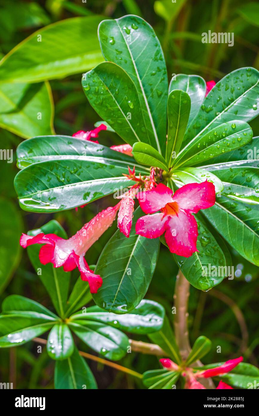Beautiful red yellow pink flowers tropical forest Koh Samui Thailand ...