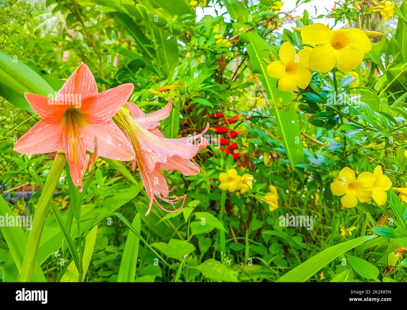 Beautiful red yellow pink flowers tropical forest Koh Samui Thailand ...