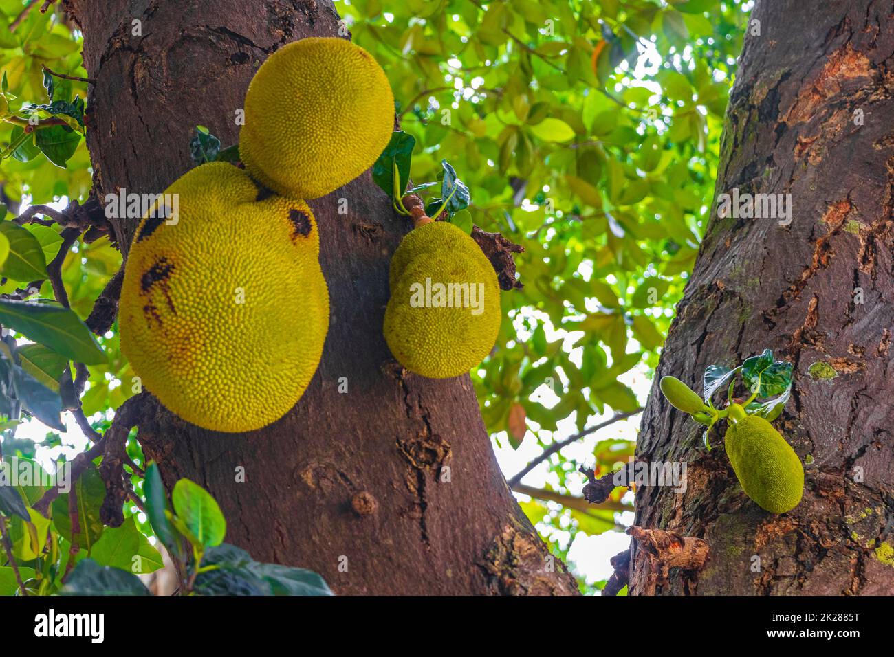Jackfruit growing on jack tree on Koh Samui Thailand Stock Photo - Alamy
