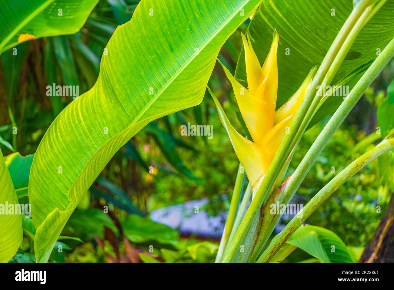Beautiful red yellow heliconia flower tropical forest Koh Samui ...