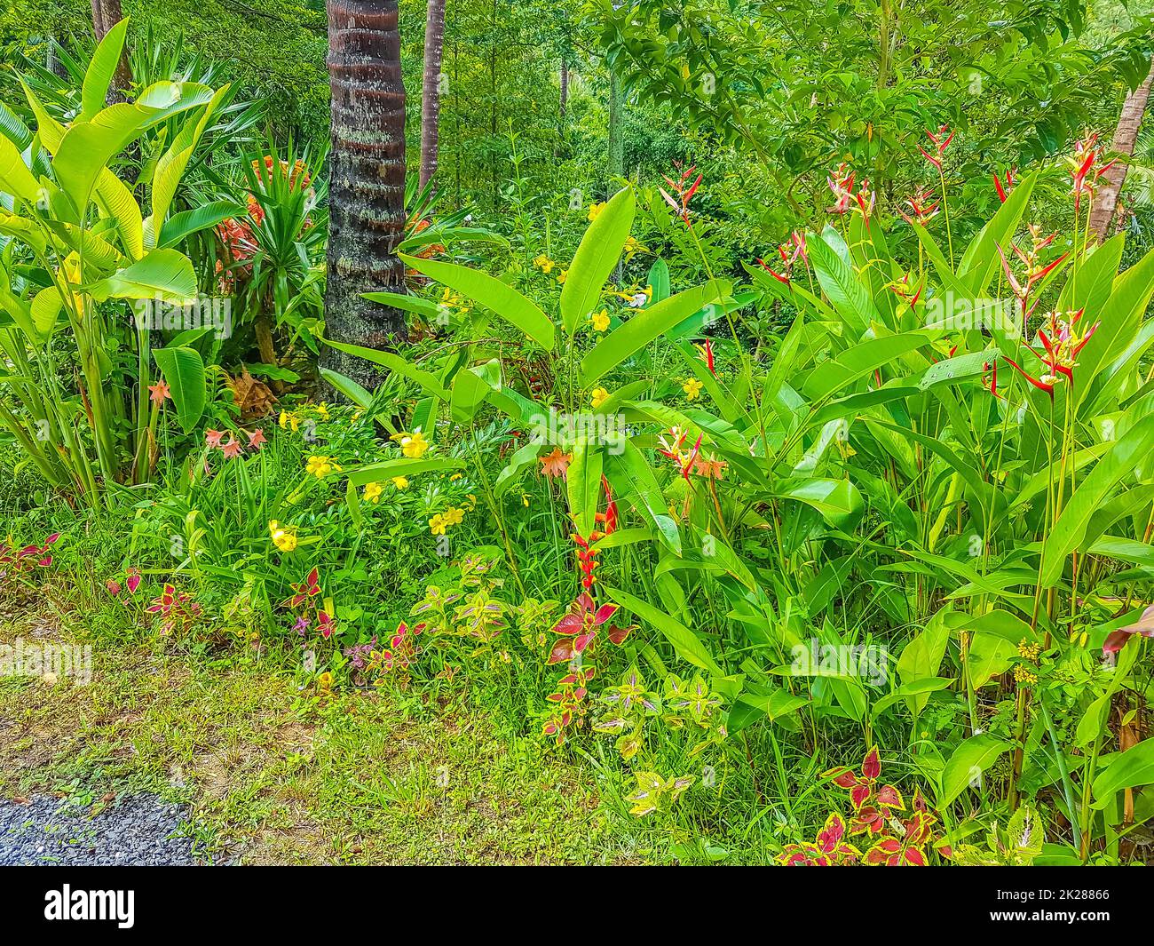 Beautiful red yellow pink flowers tropical forest Koh Samui Thailand ...