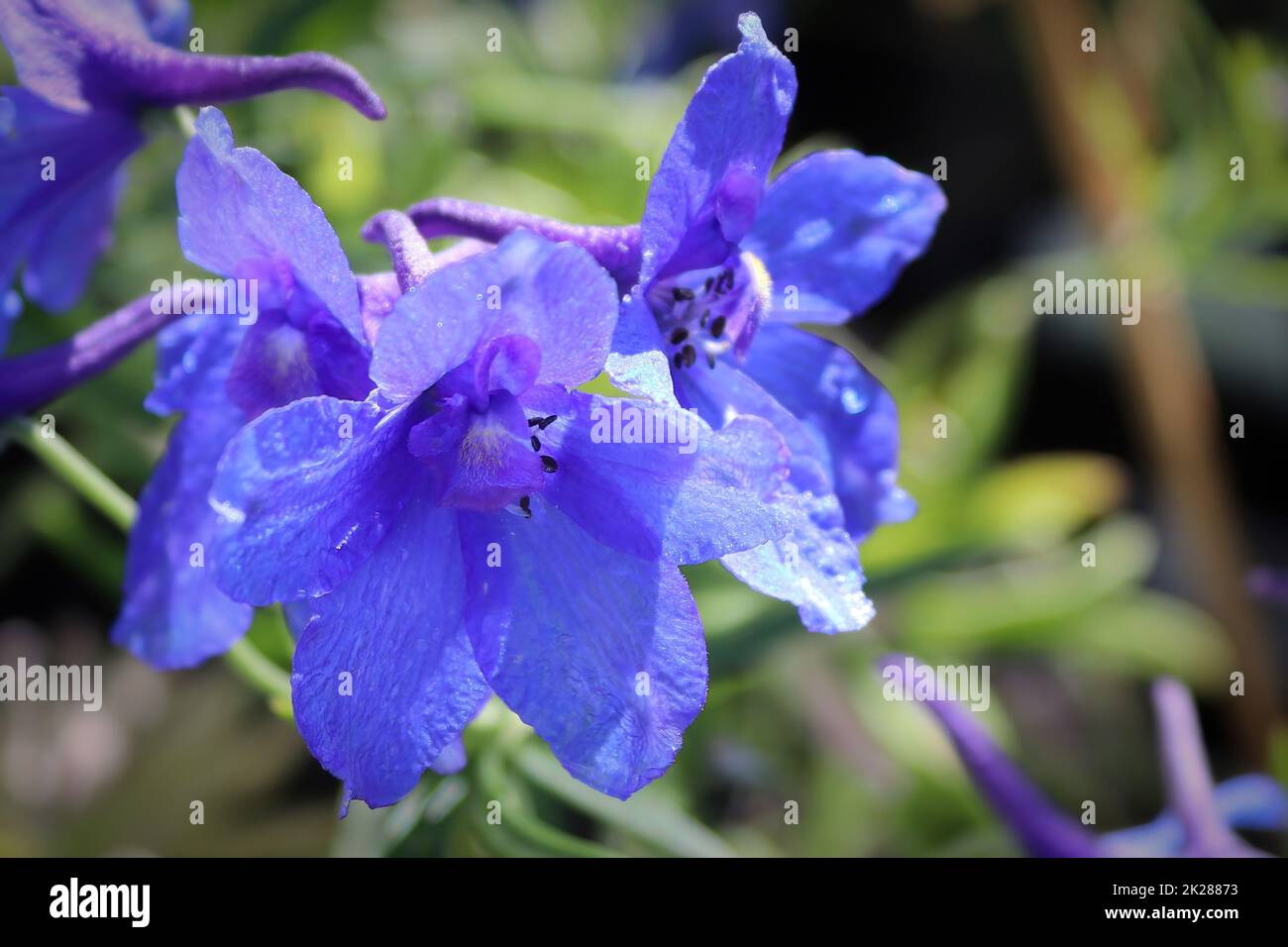 Macro of the purple flowers on delphinium plants Stock Photo - Alamy