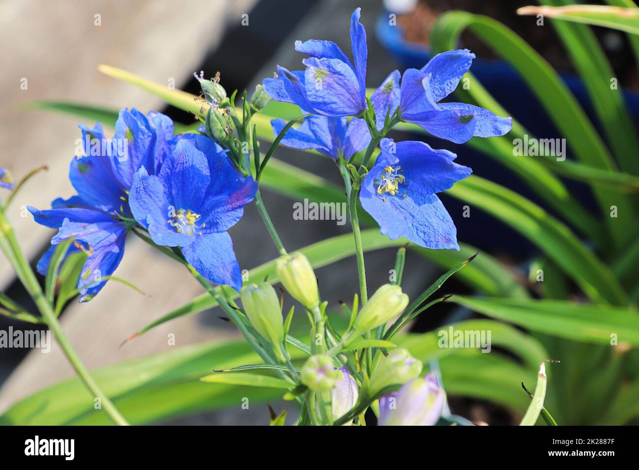 Closeup of the purple flowers on delphinium plants Stock Photo - Alamy