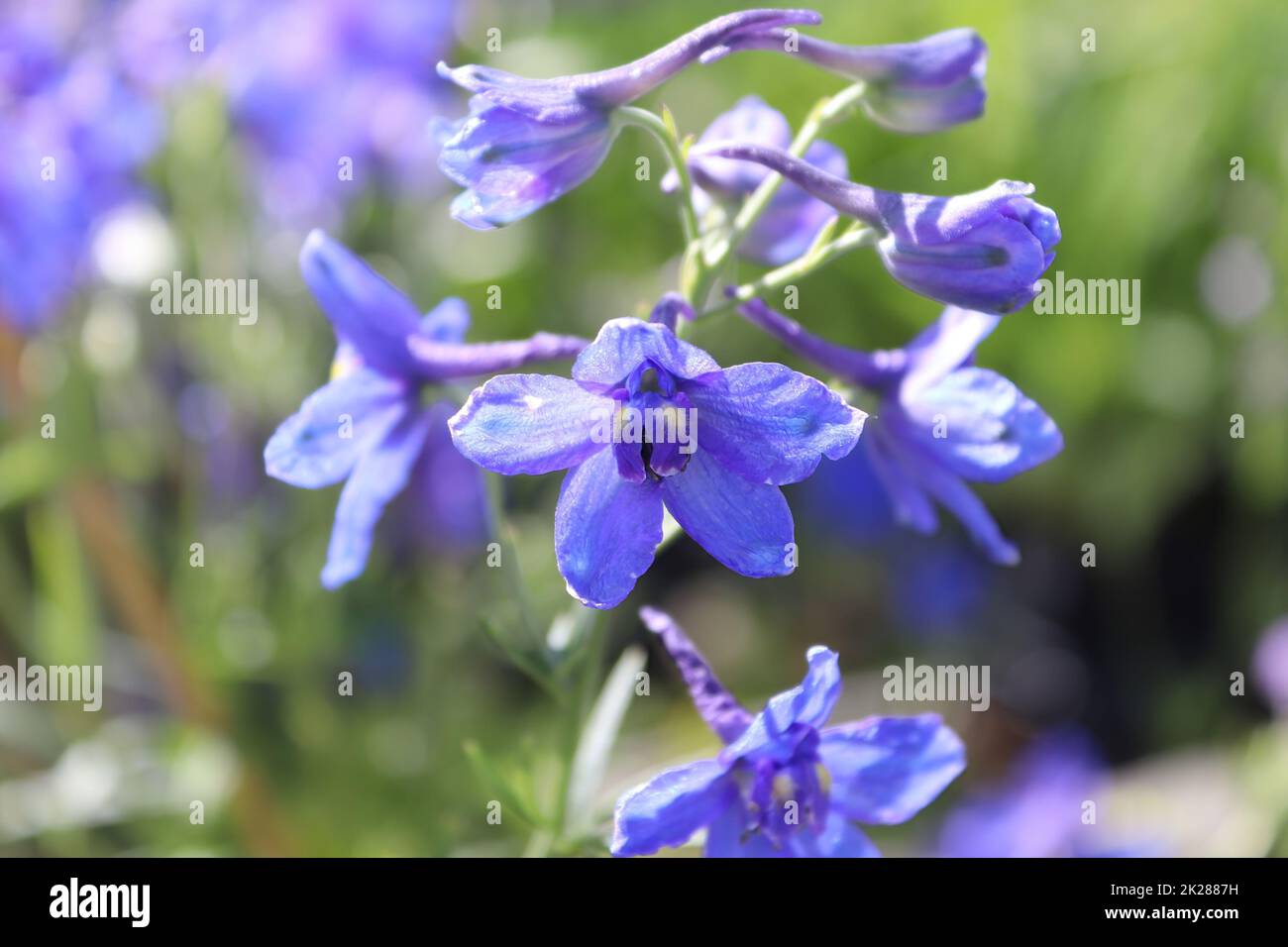 Closeup of the purple flowers on delphinium plants Stock Photo - Alamy