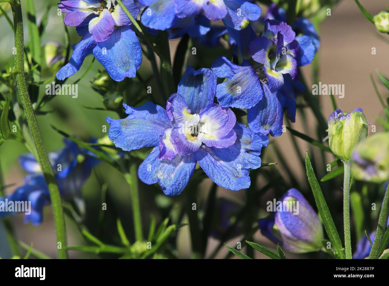 Closeup of the purple flowers on delphinium plants Stock Photo - Alamy