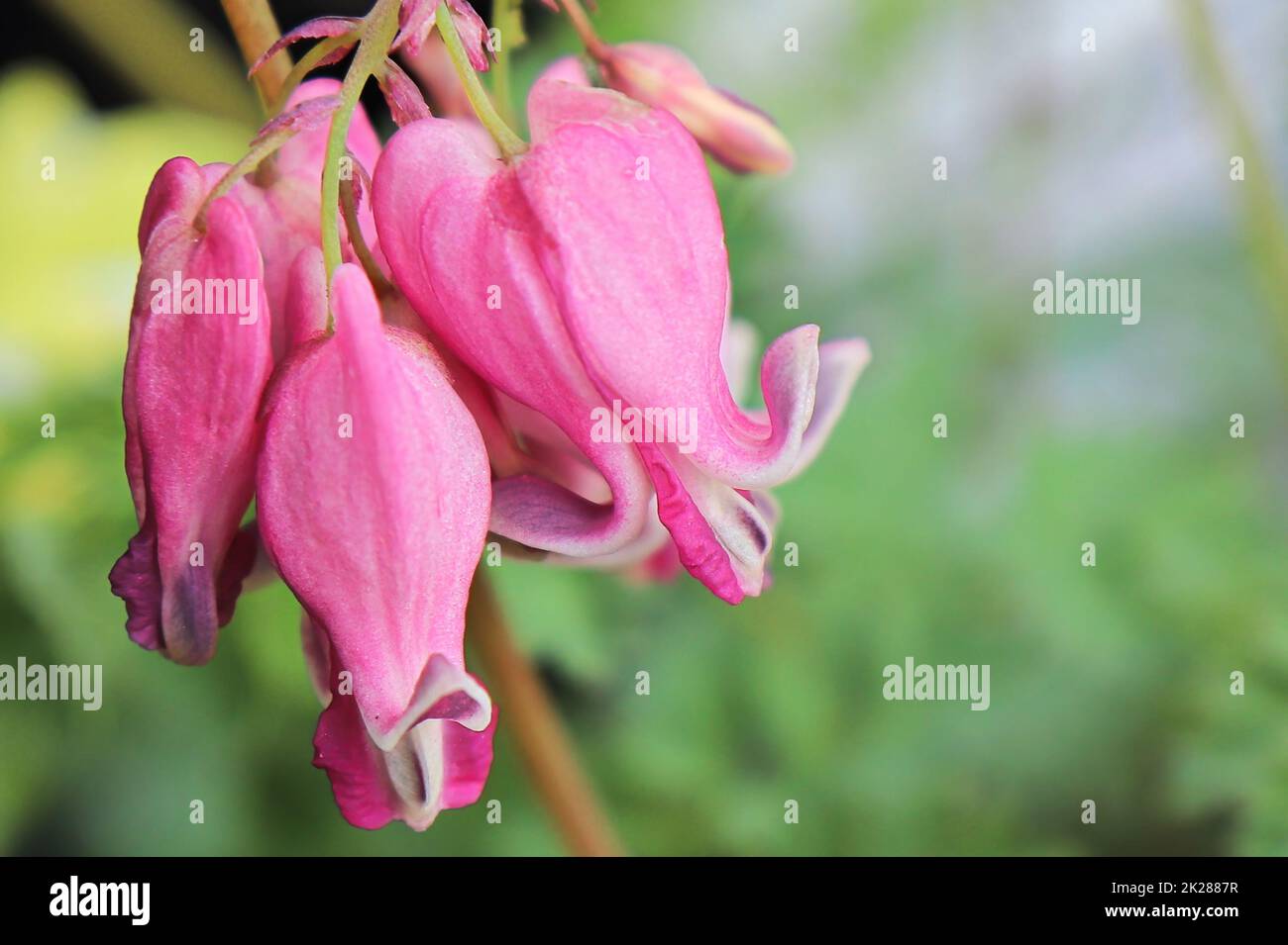 Delicate pink and white blossoms on a bleeding heart plant Stock Photo ...