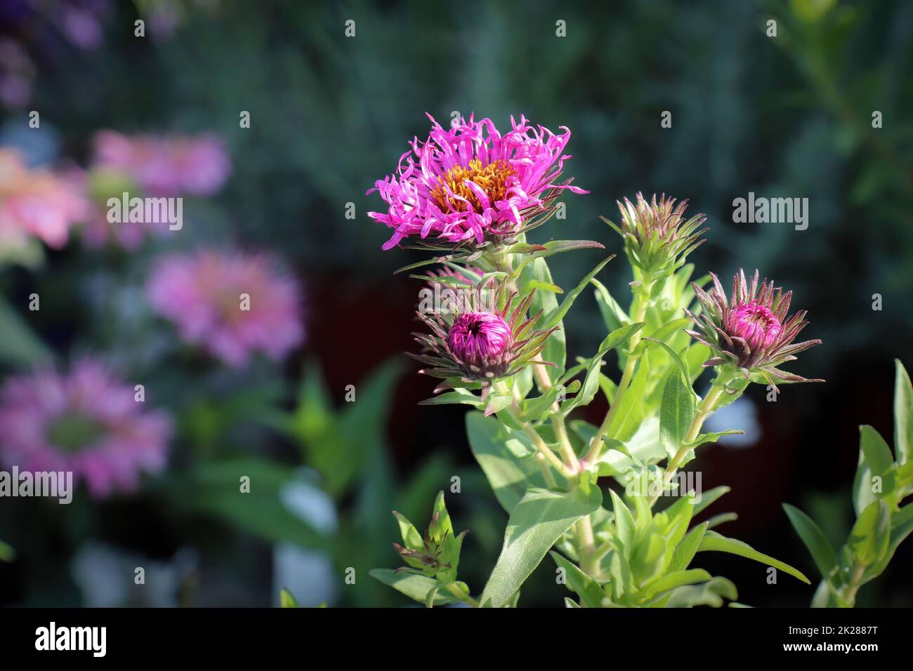 Yellow aster aster flowers hi-res stock photography and images - Alamy