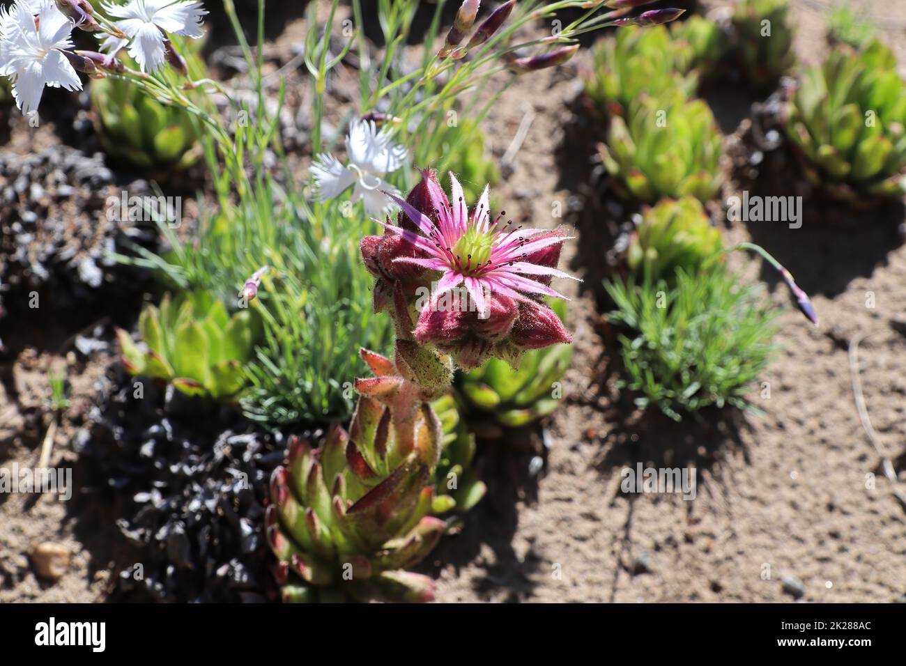 Closeup view of hens and chicks plant in bloom Stock Photo - Alamy