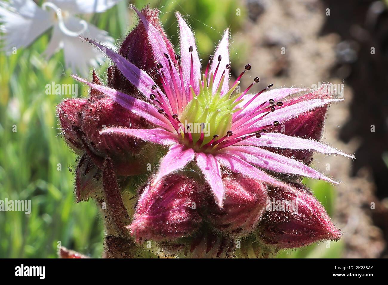 Macro view of hens and chicks succulent flower in bloom Stock Photo - Alamy