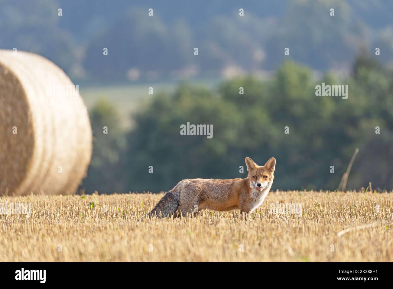 Red fox is posing on a yellow stubble Stock Photo - Alamy