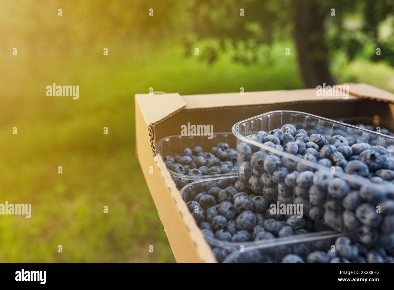 Box or crate with collected fresh blueberries. Berries agriculture ...