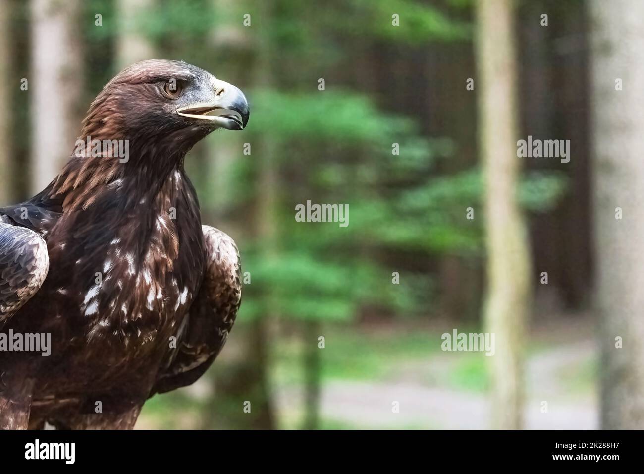 Golden eagle closeup in the forest Stock Photo - Alamy