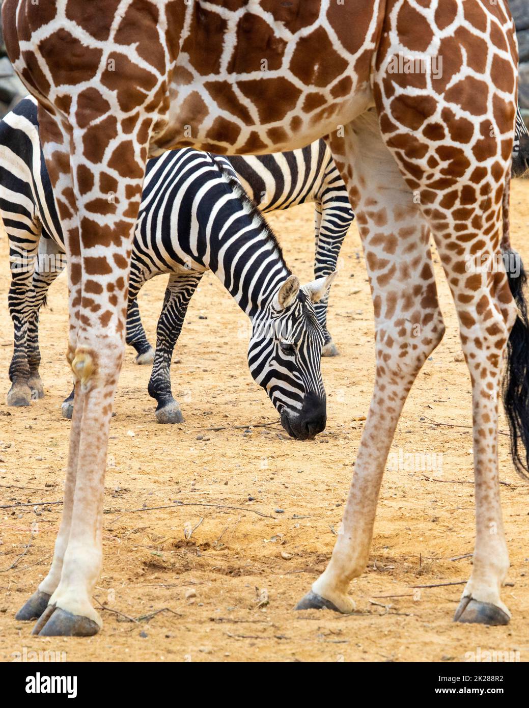 Stripey legs hi-res stock photography and images - Alamy