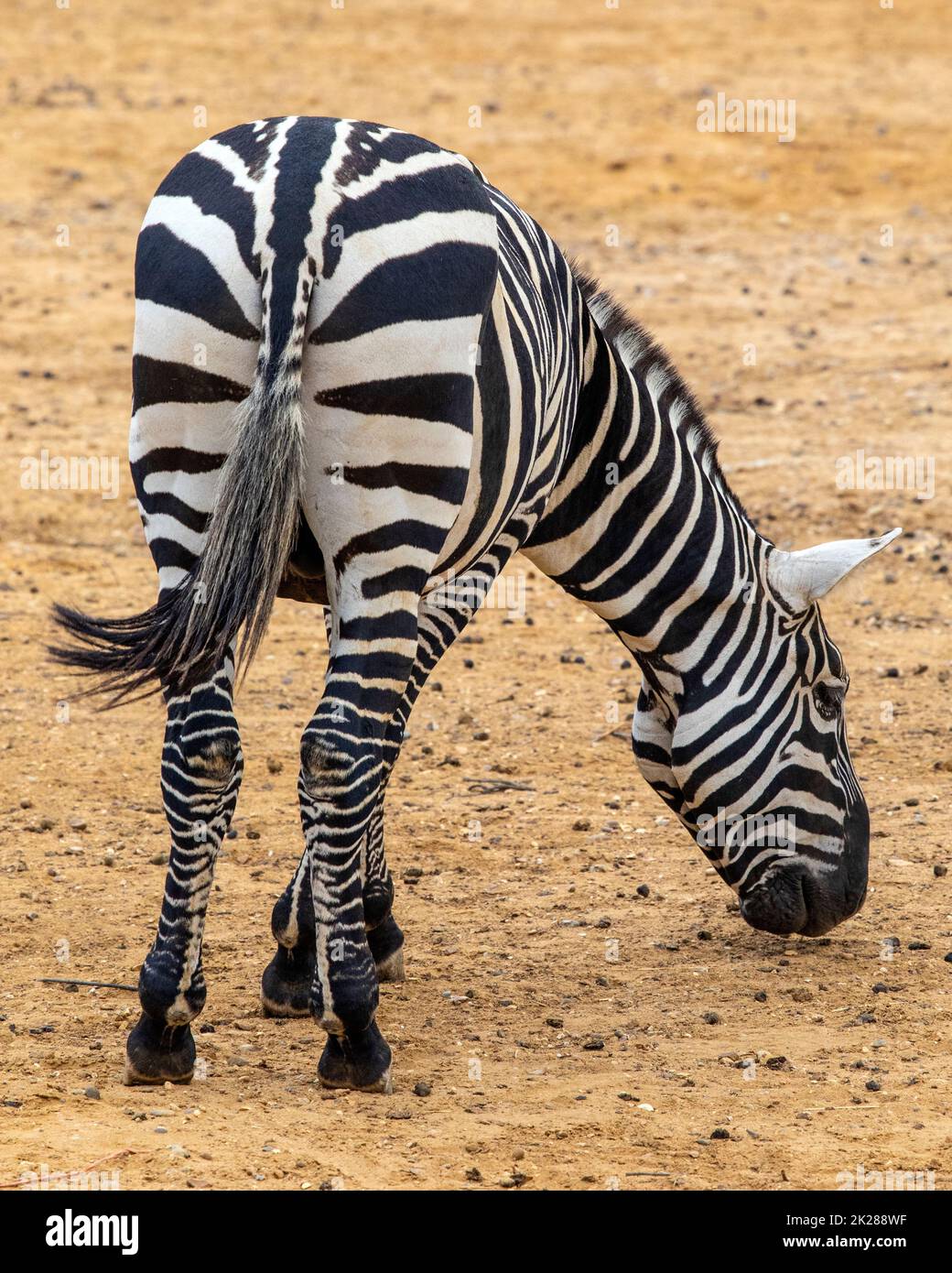 Zebras zoo enclosure wildlife hi-res stock photography and images - Alamy