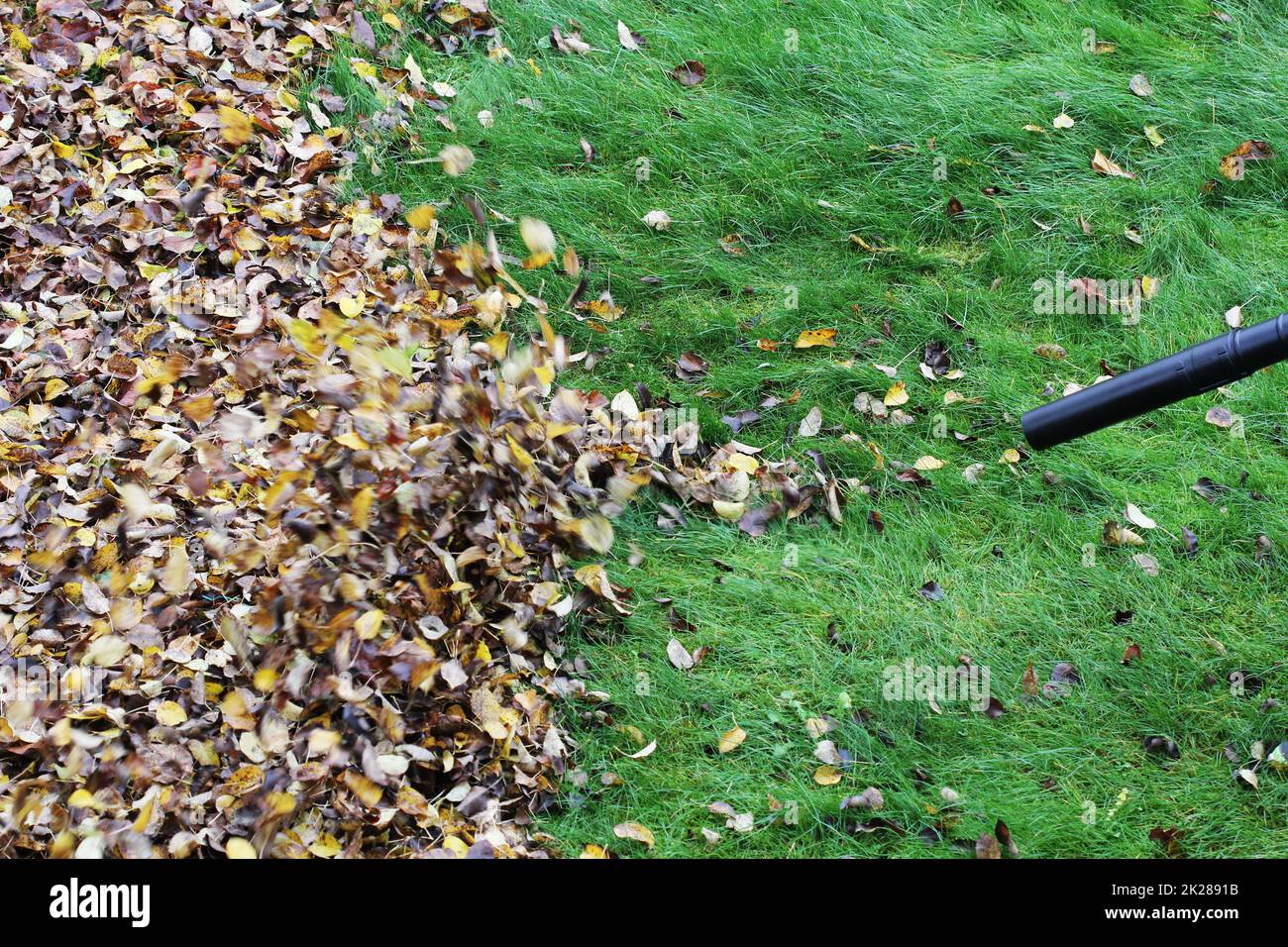 Gardener clearing up the leaves using a leaf blower tool Stock Photo ...