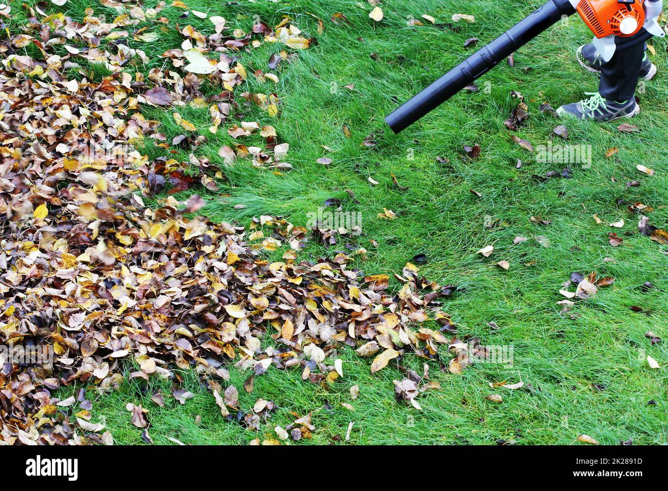 Gardener clearing up the leaves using a leaf blower tool Stock Photo ...