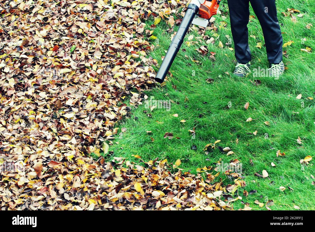 Gardener clearing up the leaves using a leaf blower tool Stock Photo ...