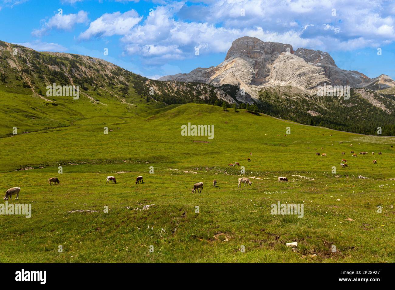 Italian cattle hi-res stock photography and images - Alamy