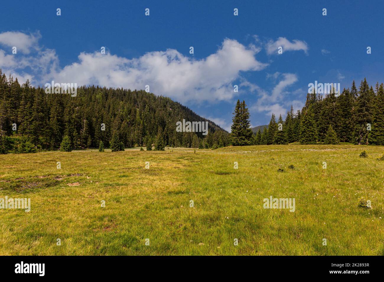 Typical alpine pastures Stock Photo - Alamy