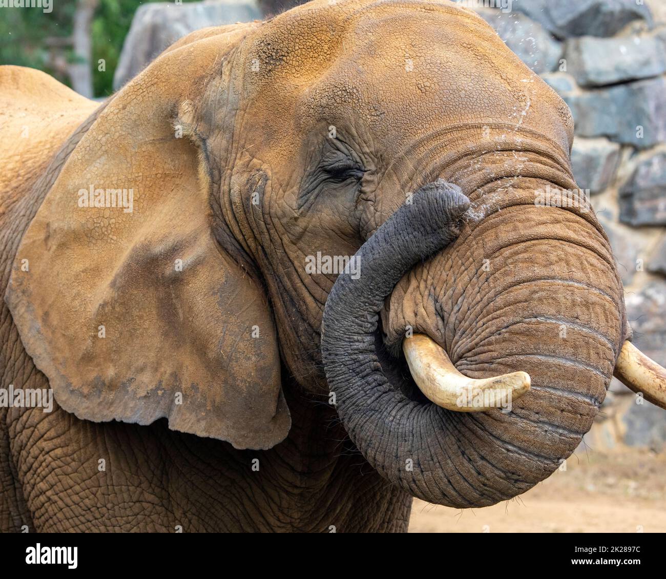 Zoo elephant wash hi-res stock photography and images - Alamy