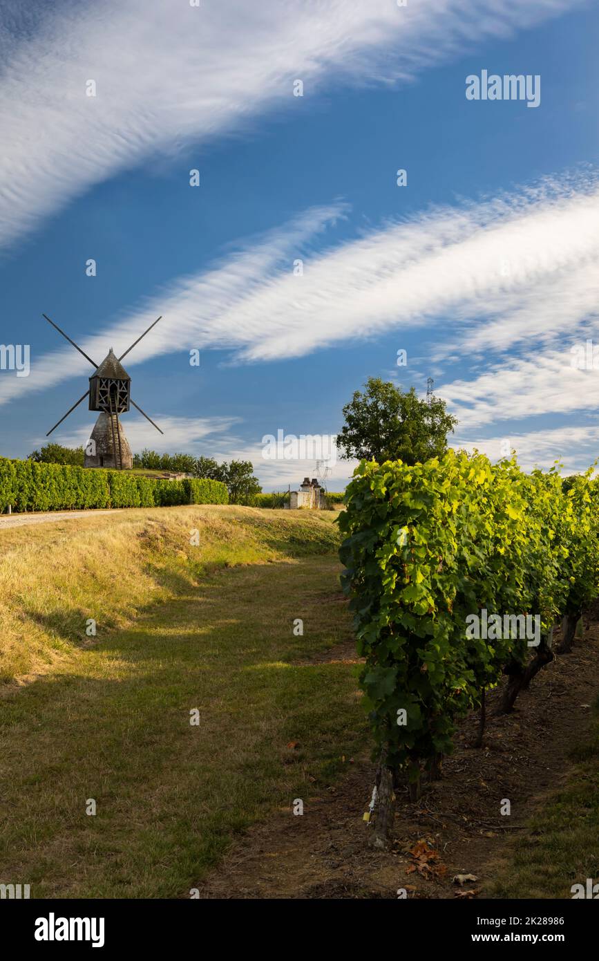 Windmill of La Tranchee and vineyard near Montsoreau, Pays de la Loire ...