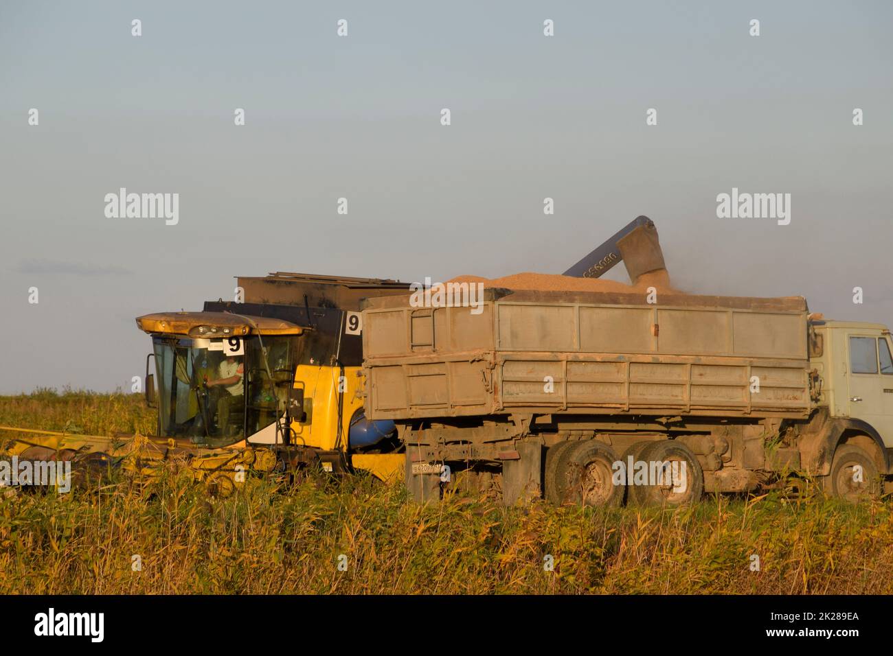 Combine pours grain into a truck. Rice harvest Stock Photo - Alamy