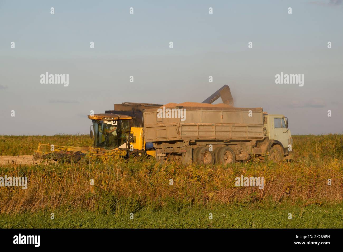 Combine pours grain into a truck. Rice harvest Stock Photo - Alamy
