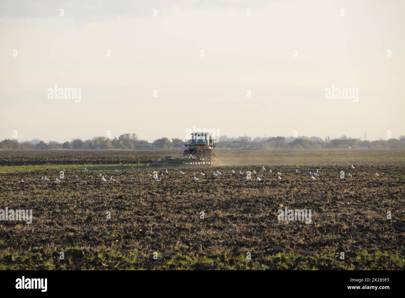 Tractor plowing plow the field. Tilling the soil in the fall after ...