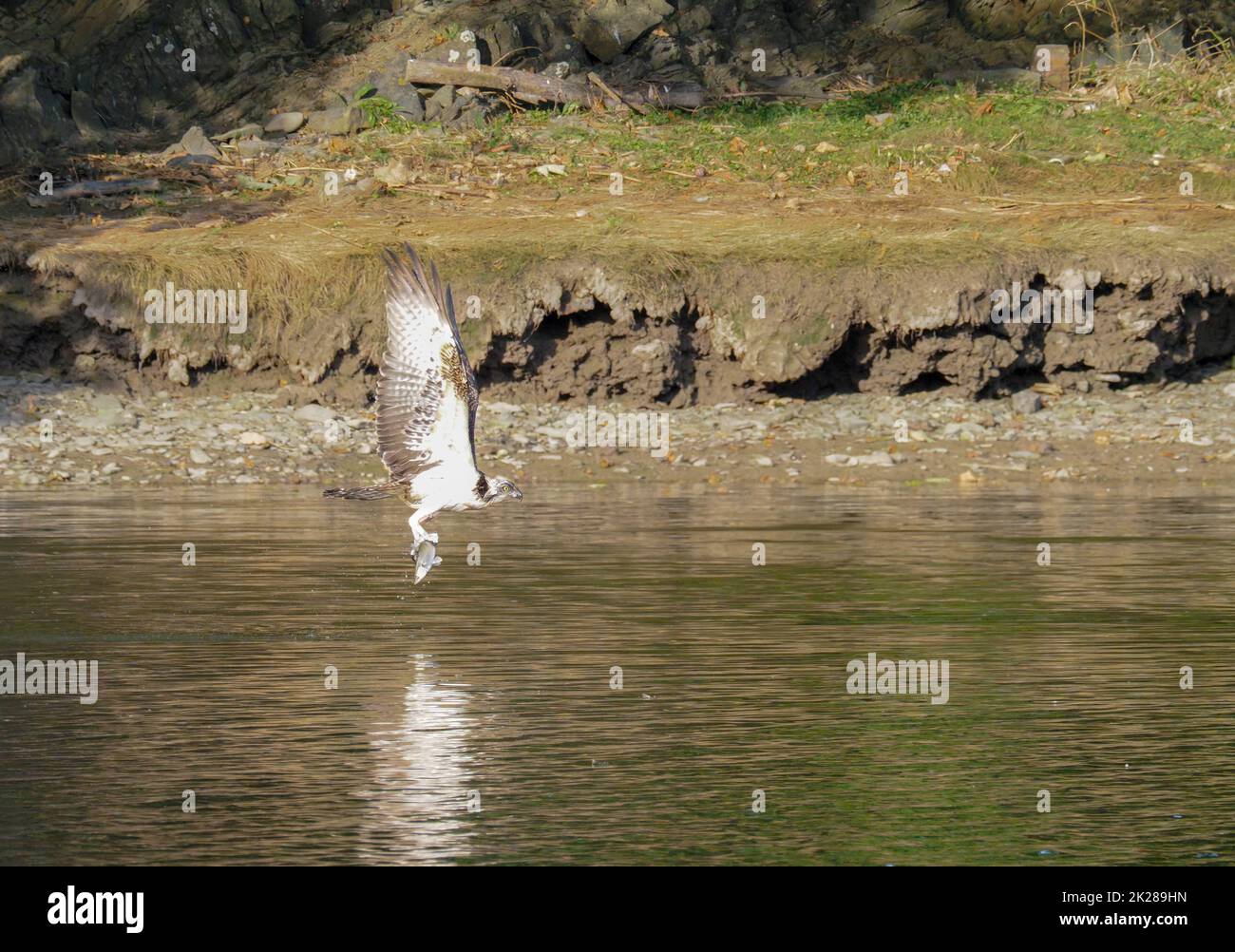 Unringed juvenile Osprey hunting over the River Teifi, Wales Stock ...