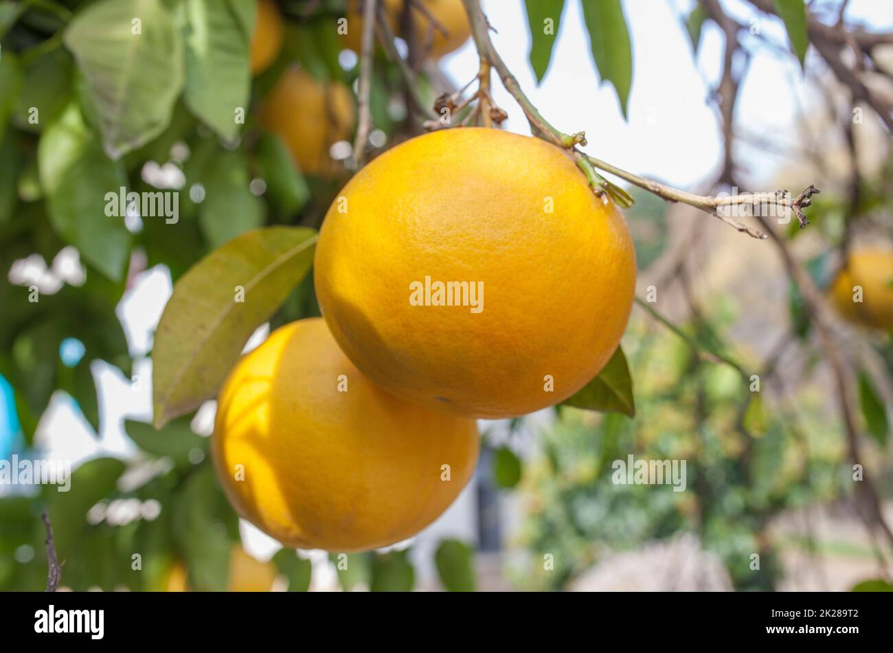 Green skinned grape hi-res stock photography and images - Alamy