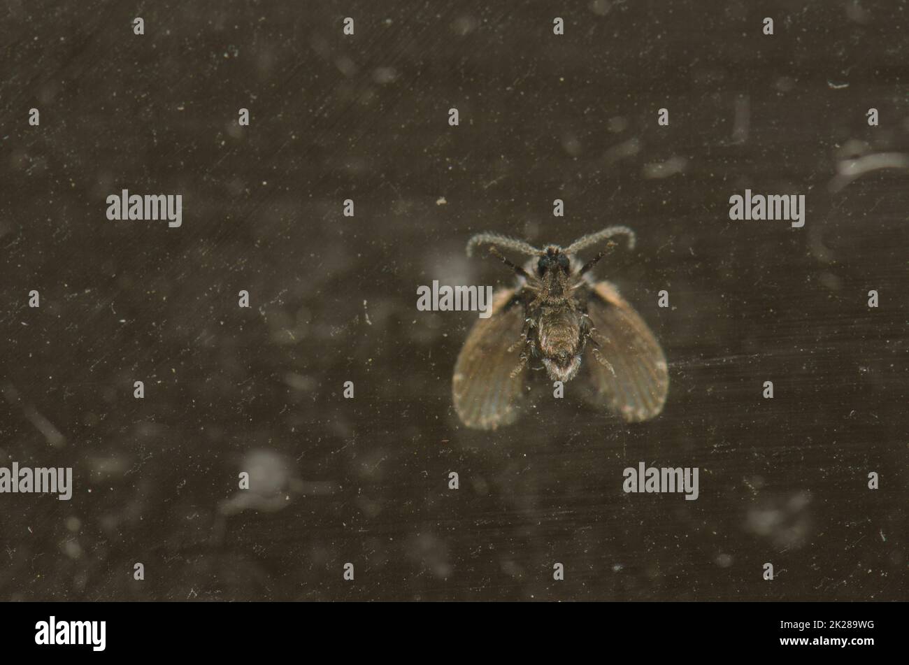 Underside of a bathroom moth midge on glass Stock Photo - Alamy