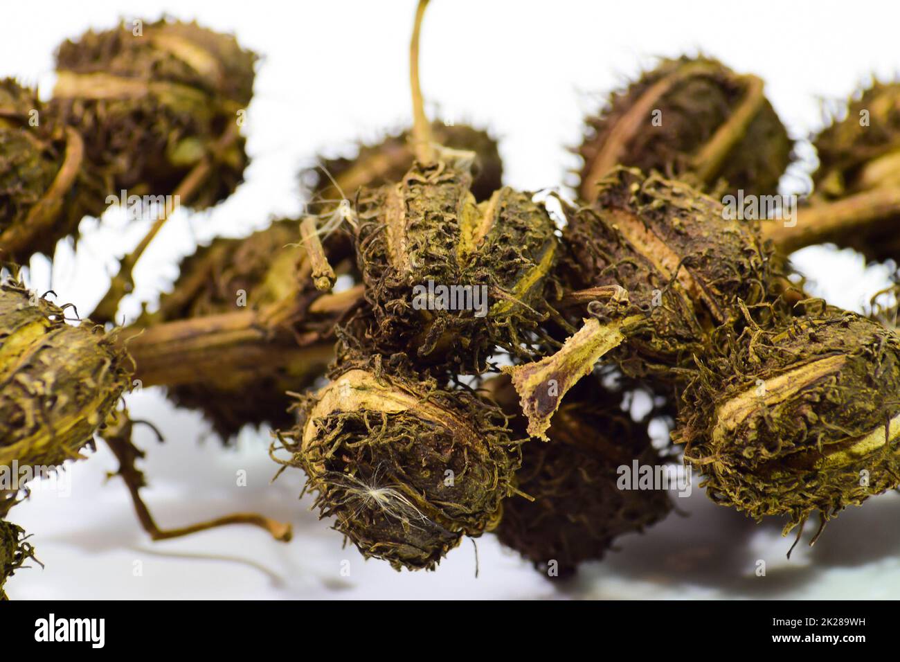 Castor seeds on a white background Stock Photo - Alamy