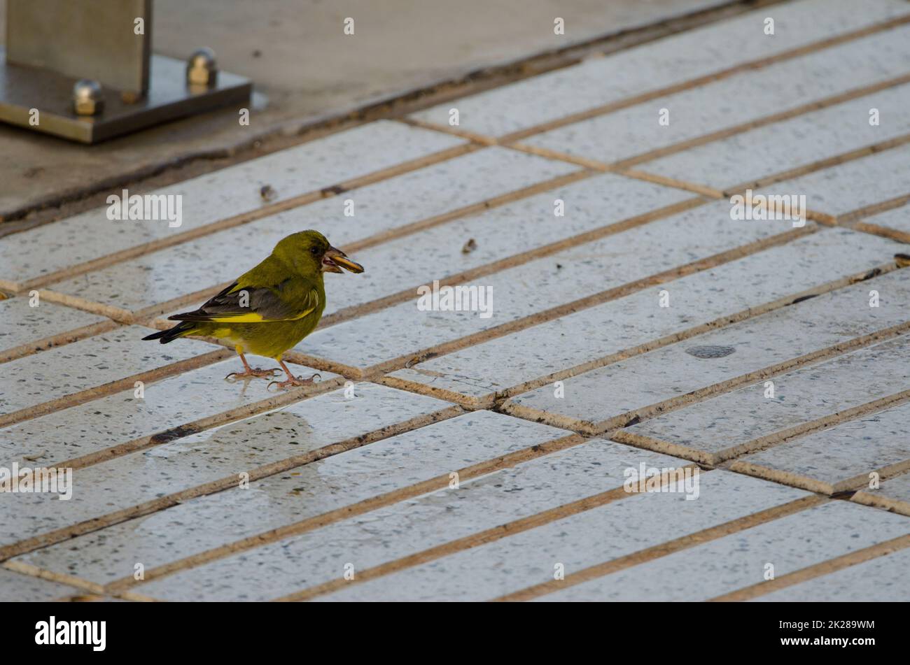 European greenfinch trying to open a sunflower seed Stock Photo - Alamy