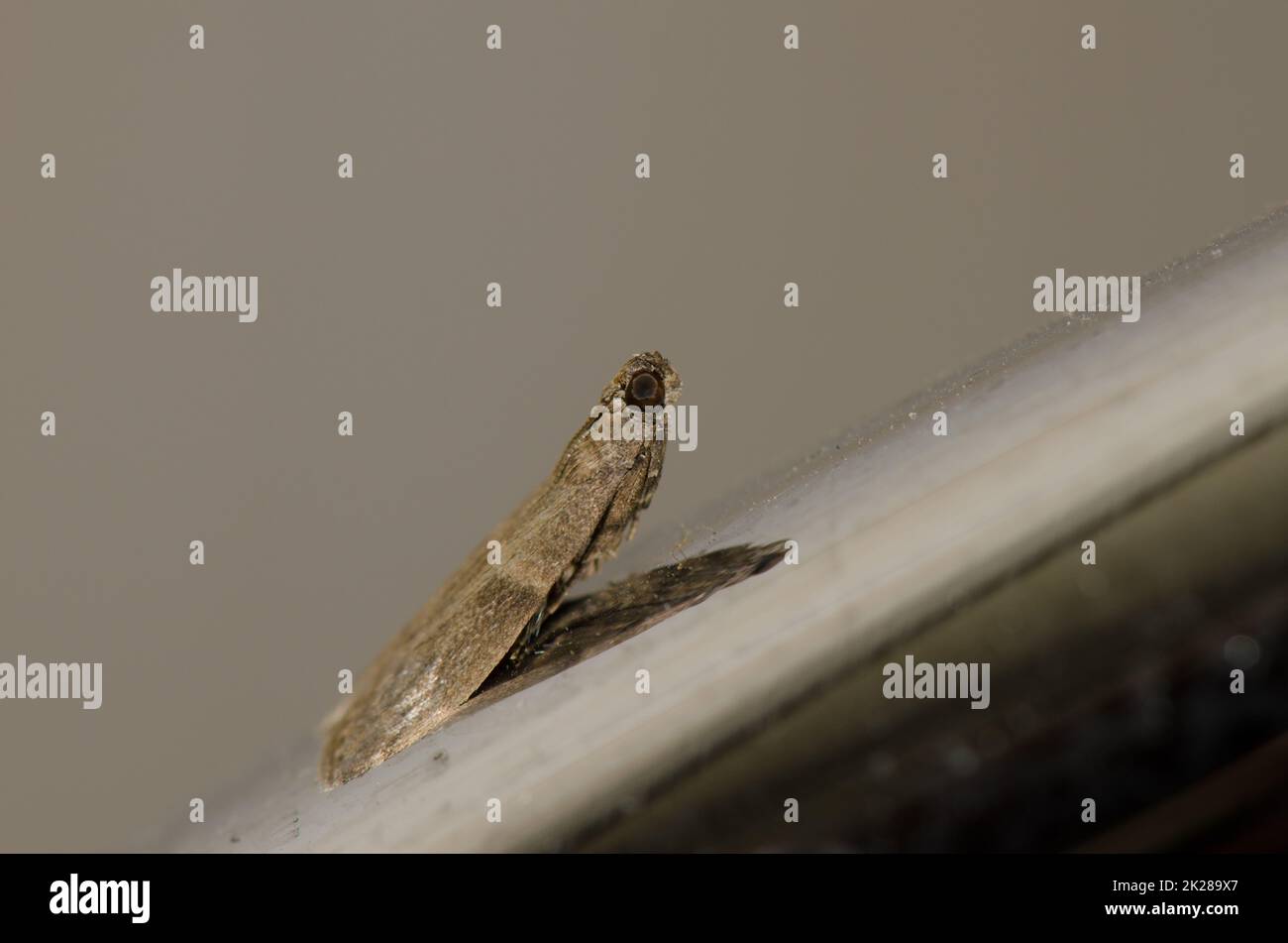 Case-bearing clothes moth Tinea pellionella Stock Photo - Alamy