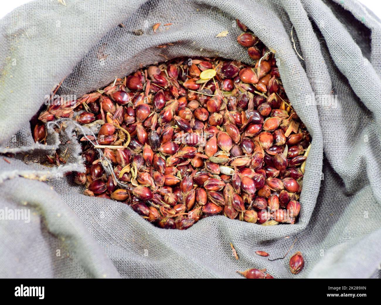 Sorghum seeds in a bag. Red seeds of a broom. Sorghum stern Stock Photo ...