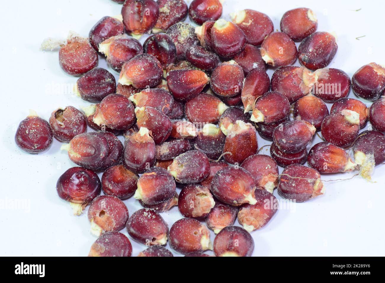 Seeds of red corn on white background Stock Photo - Alamy