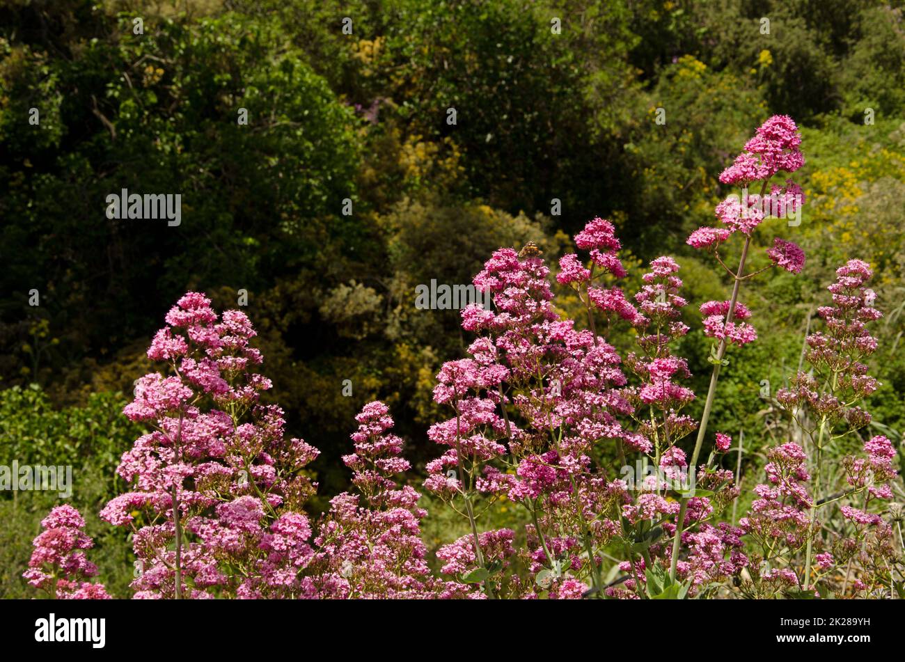 Centranthus bloom hi-res stock photography and images - Alamy